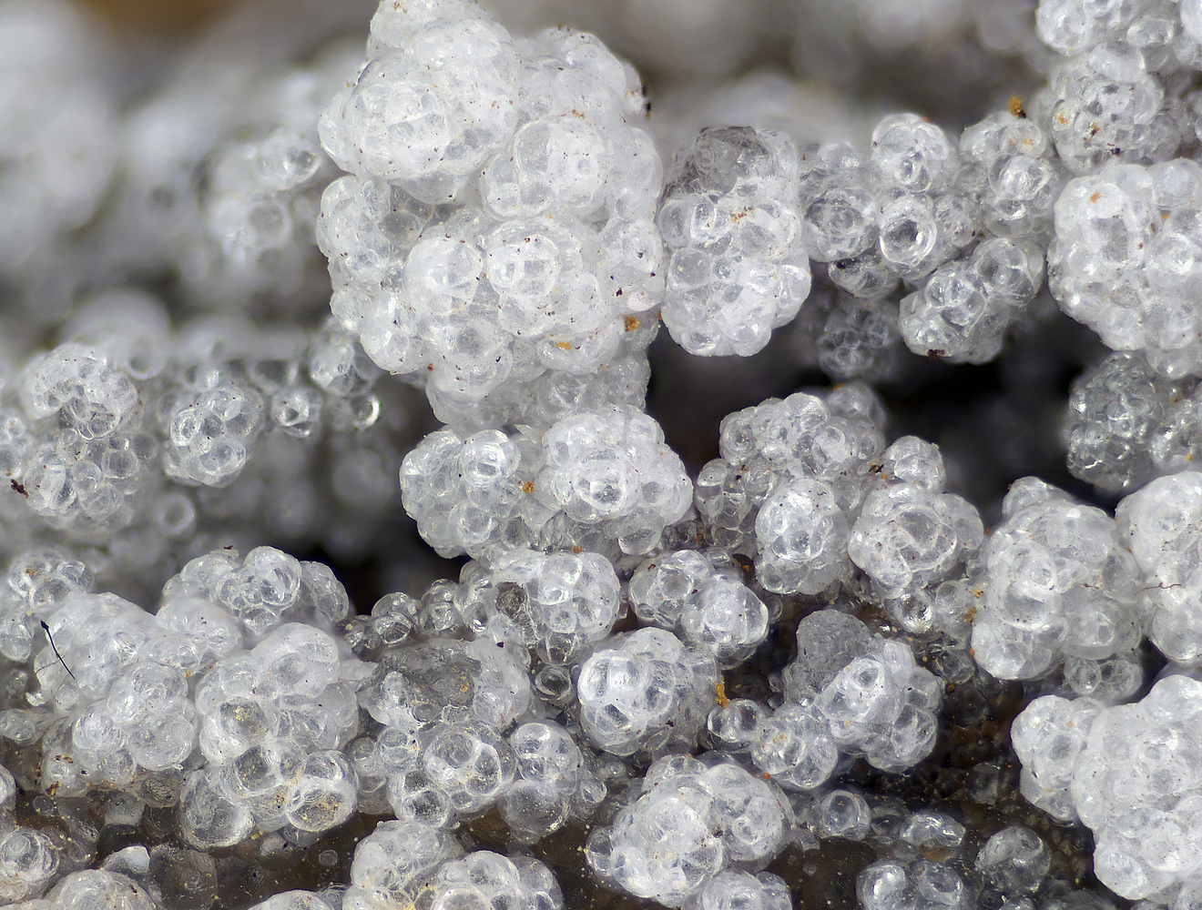 Allophane: Mineral information, data and localities.