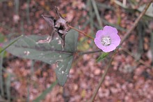 Mineralogical Classification : Polymorphism vs. Polytypism