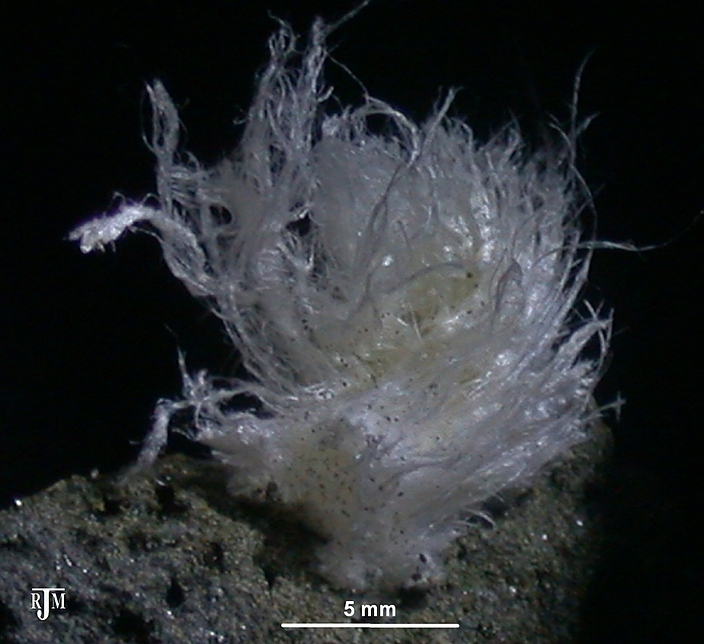 Te Henga Road quarry, Waitakere Ranges, Auckland Region, New Zealand