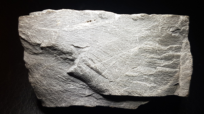 Dolostone Sedimentair Gesteente Spatial And Temporal Evolution Of