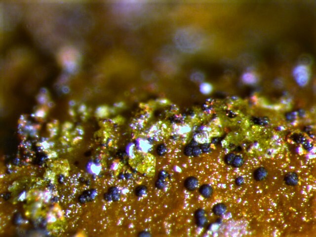 Blue Bell Mine, Zzyzx, Soda Mountains, Silver Lake Mining District, San ...