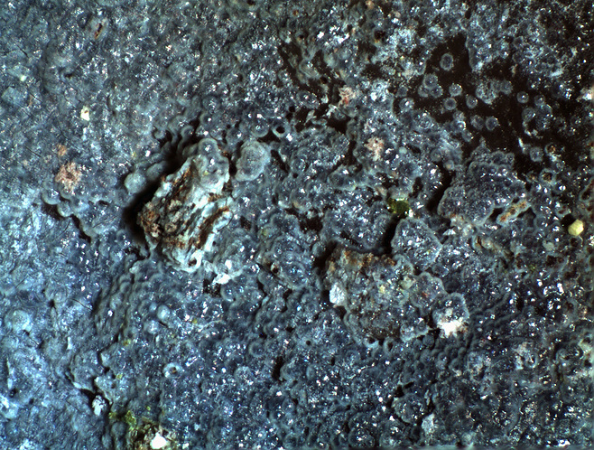 Tiger, Mammoth Mining District, Pinal County, Arizona, USA