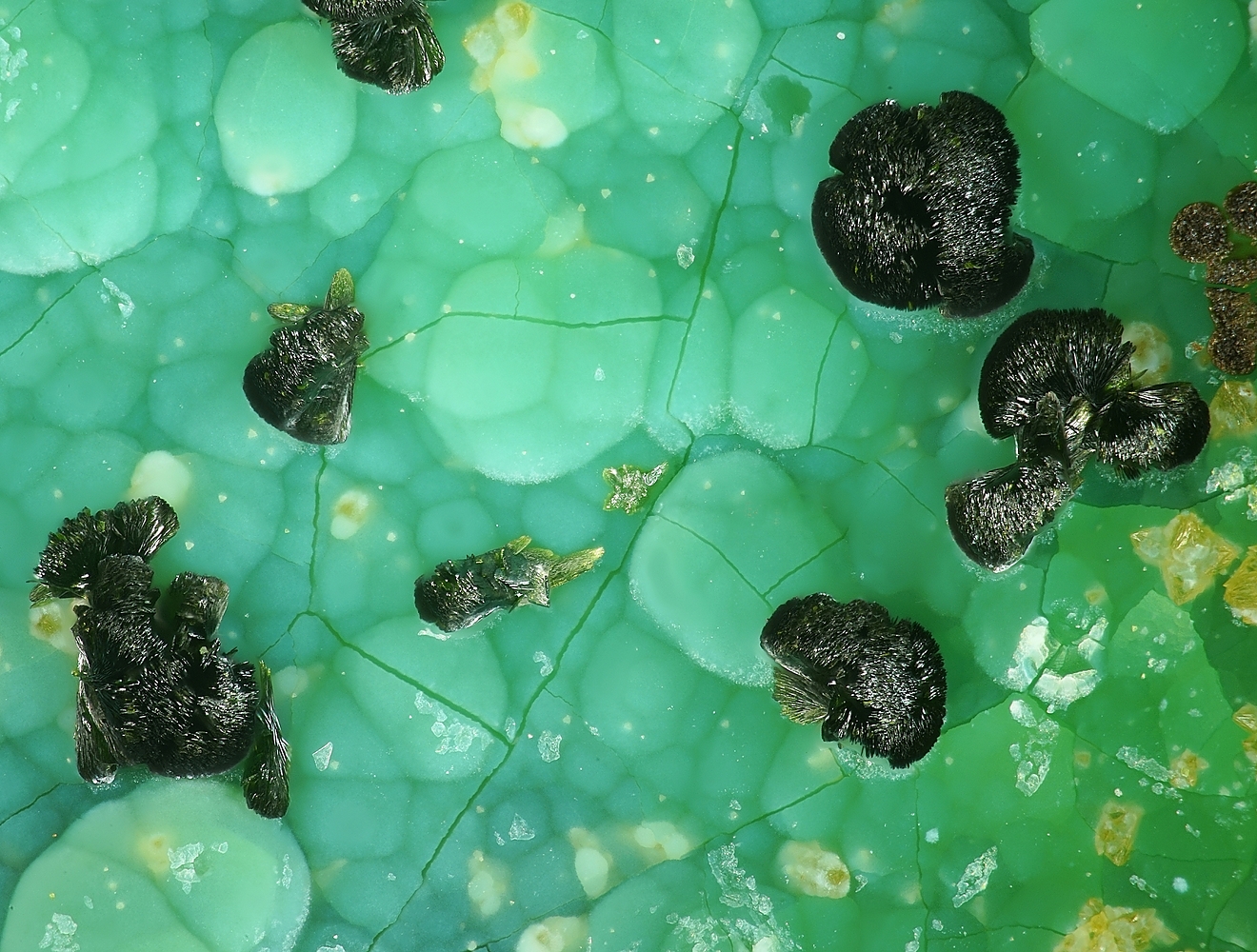 Namibite: Mineral information, data and localities.