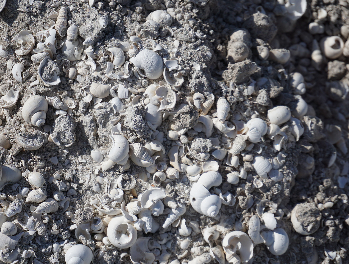 Shell marl: Mineral information, data and localities.