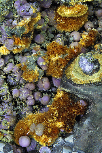 Fletcher Mine, Groton, Grafton County, New Hampshire, USA