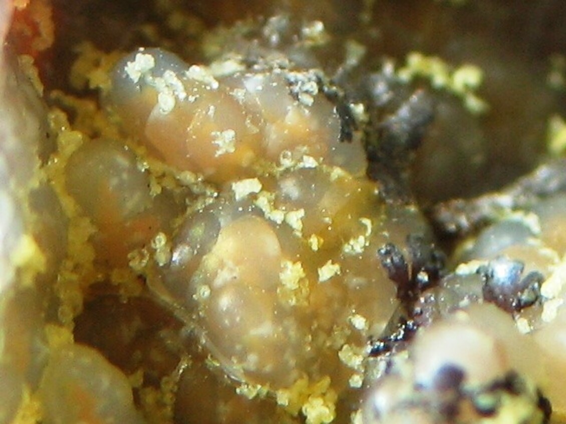 Nontronite, Mesolite, Thomsonite-Ca